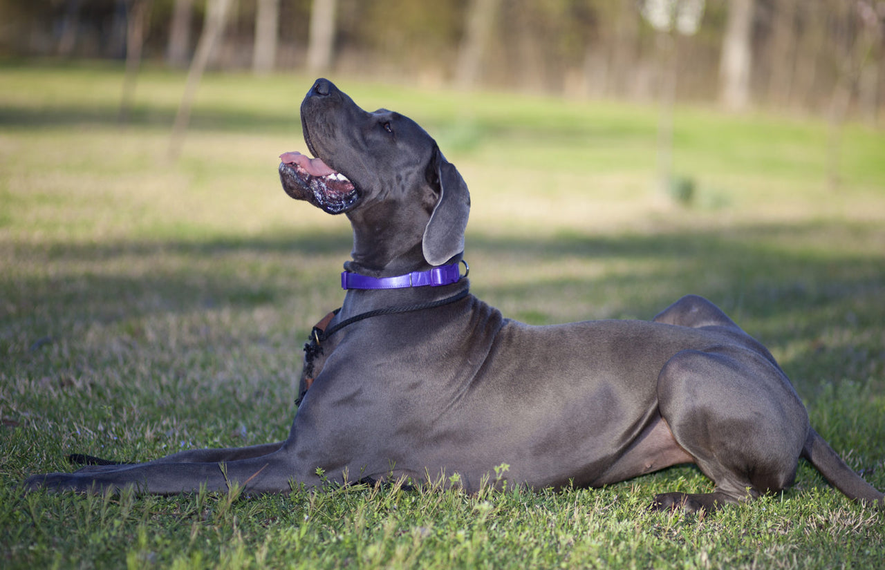 Understanding Hip Dysplasia In Big Dogs | Barker Beds