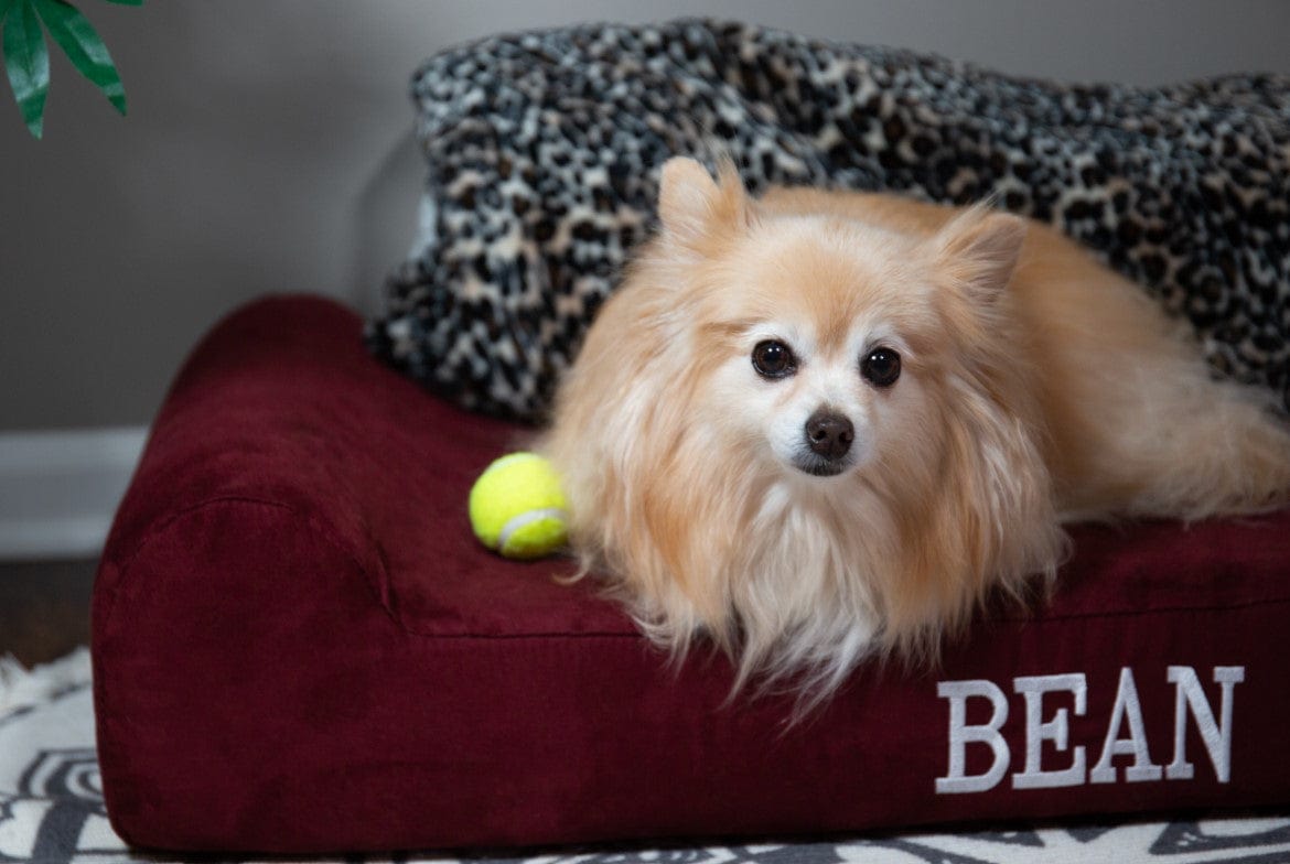 Barker Junior Orthopedic Small to Medium Dog Bed | Big Barker | Barker Beds