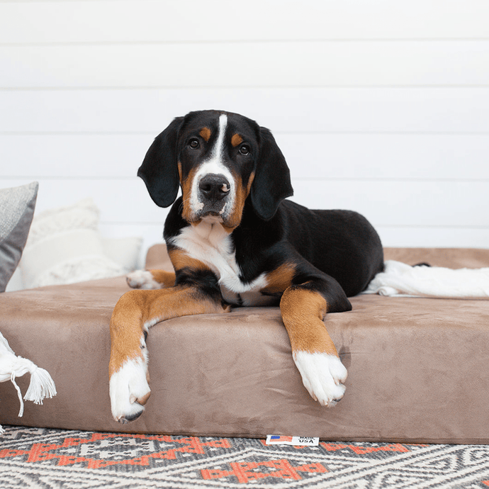 Better Sleep for All Dogs | Barker Beds – Big Barker