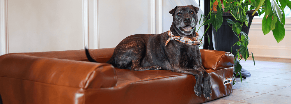 Better Sleep for All Dogs | Barker Beds – Big Barker