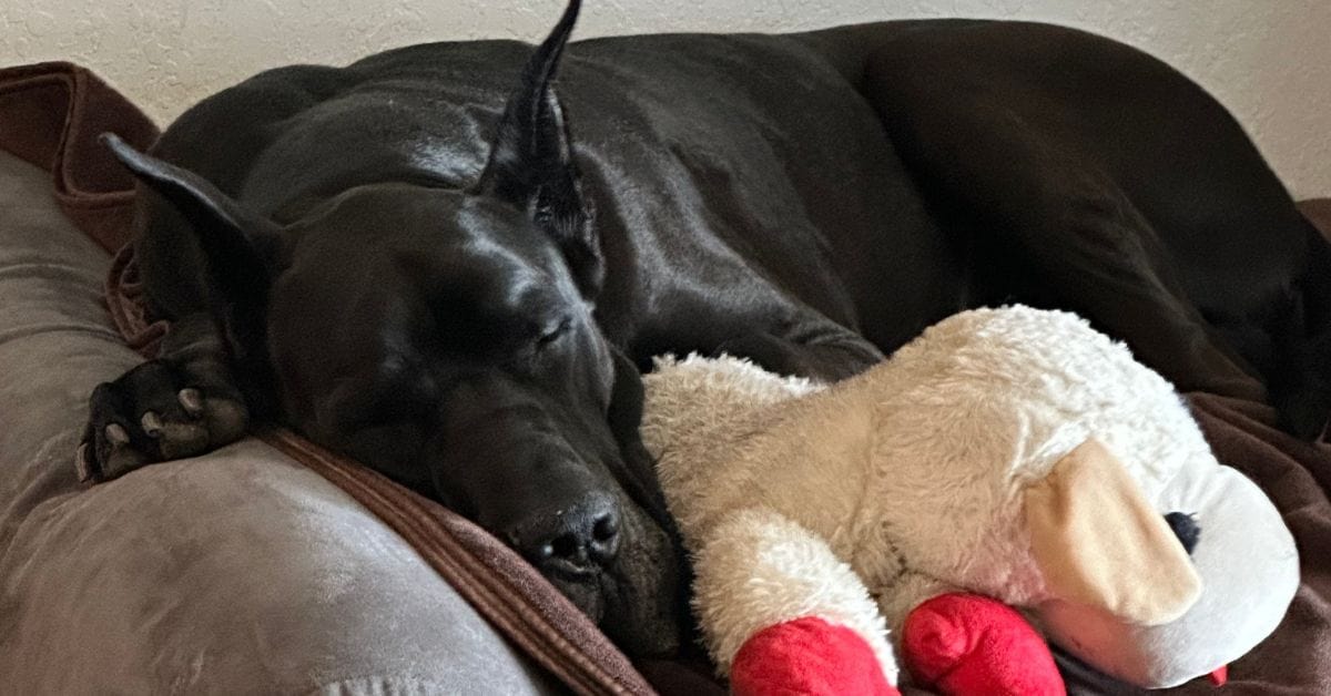 Hugo | Customer Stories | Barker Beds