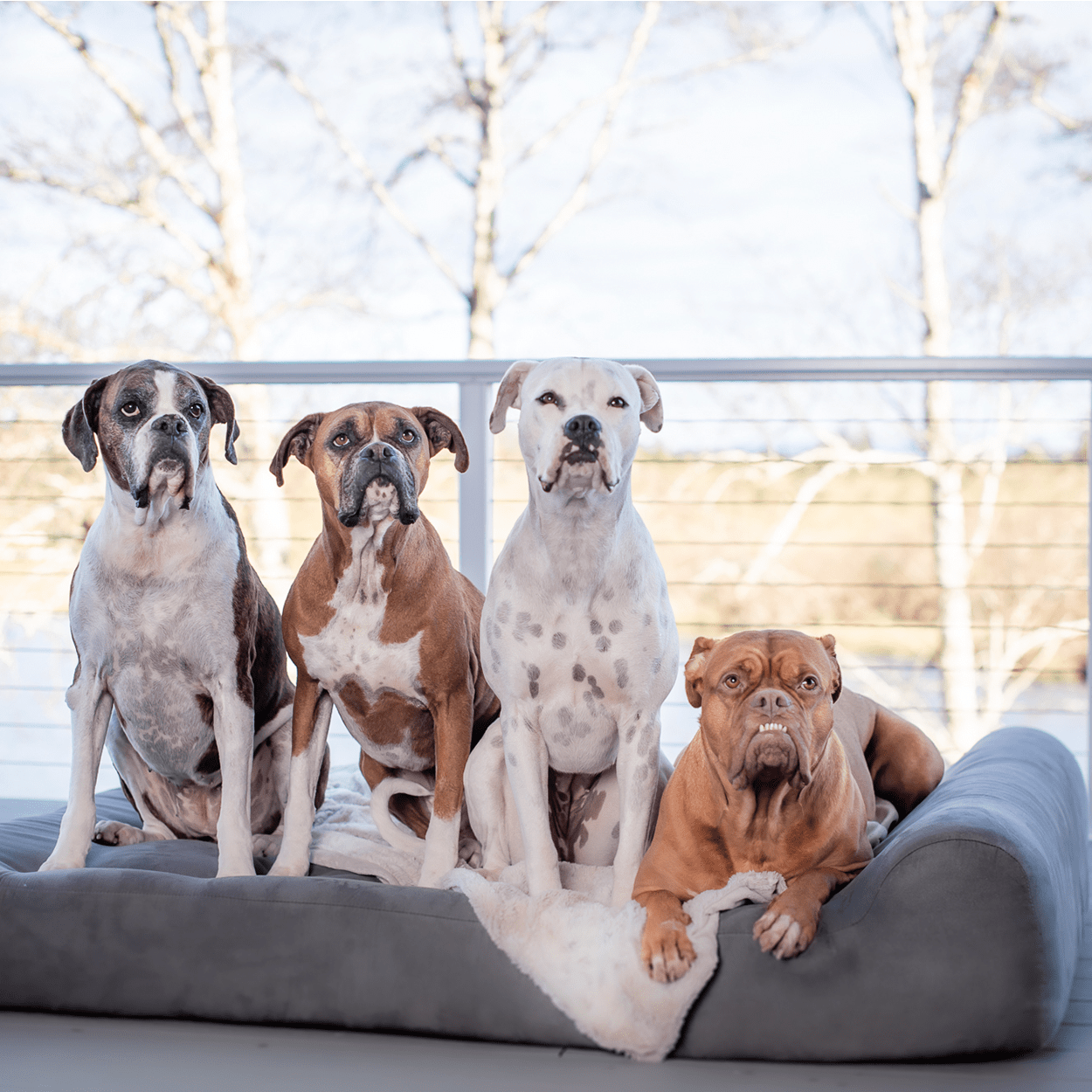 Better Sleep for All Dogs | Barker Beds – Big Barker