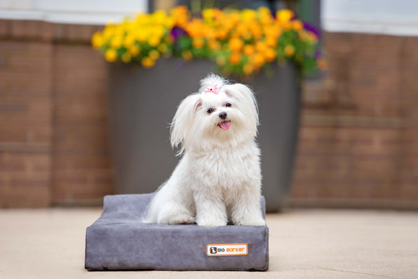 Better Sleep for All Dogs | Barker Beds – Big Barker