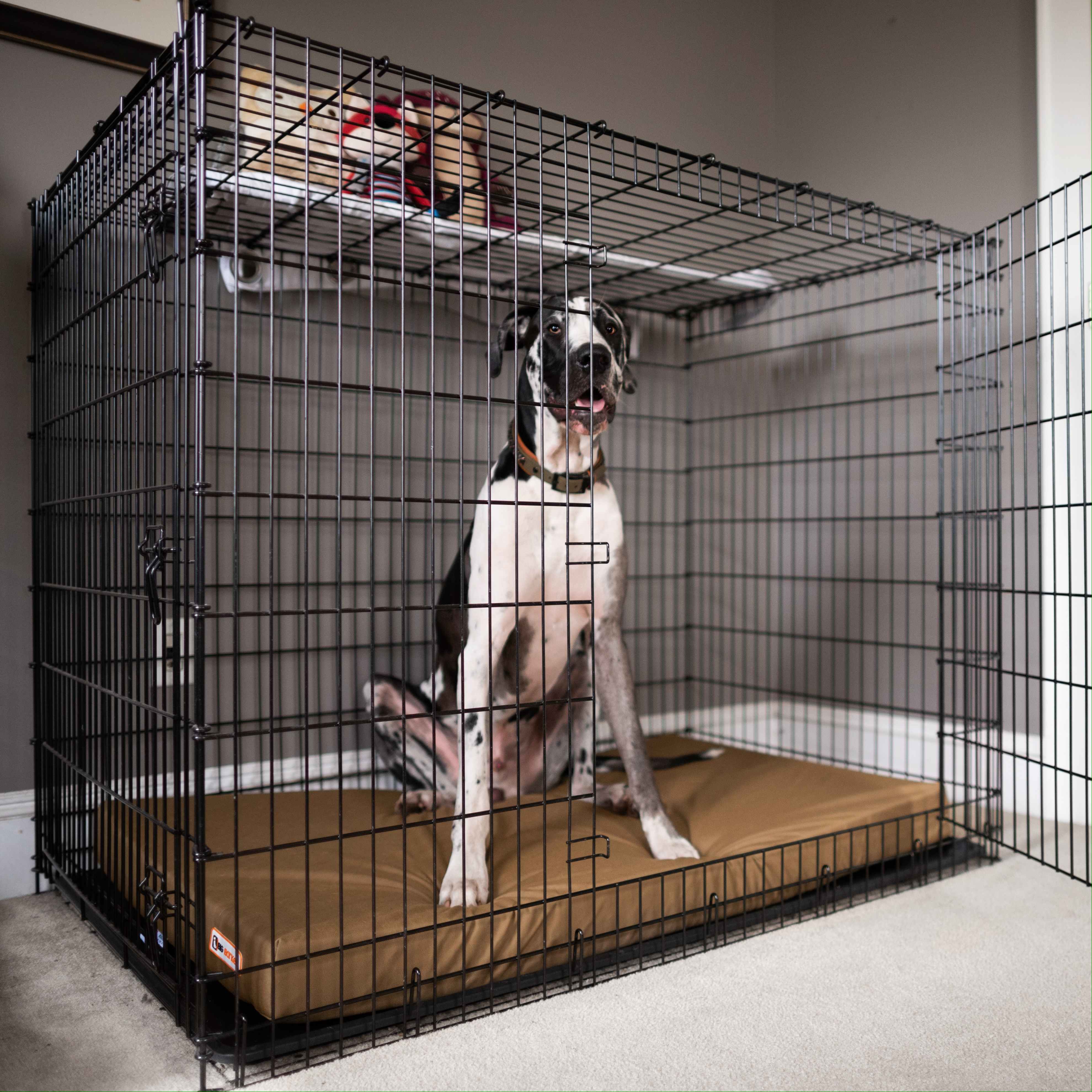 Orthopedic Dog Crate Bed | Big Barker